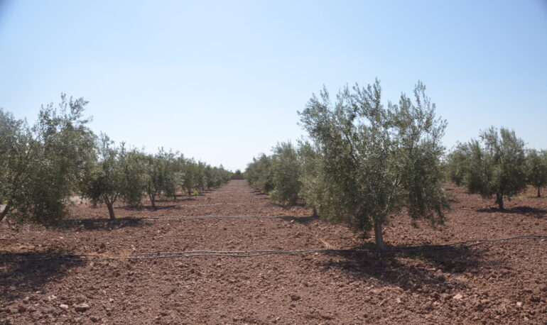 Our Projects – African Plant Nutrition Institute (APNI)