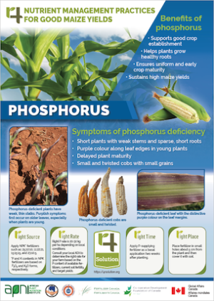 Nutrient Deficiency Symptoms: Banana – African Plant Nutrition ...