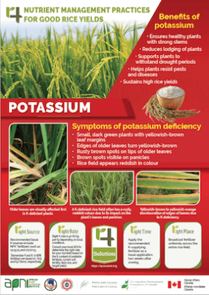 Nutrient Deficiency Symptoms: Banana – African Plant Nutrition ...