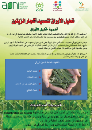 NPK deficiency symptoms in olive – African Plant Nutrition Institute (APNI)