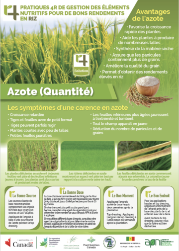 Nutrient Deficiency Symptoms: Banana – African Plant Nutrition ...