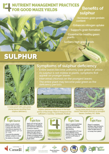 Nutrient Deficiency Symptoms: Banana – African Plant Nutrition ...