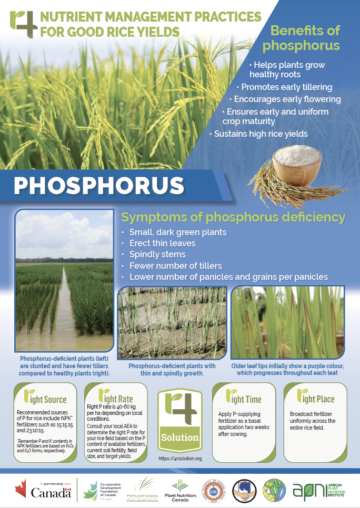 4R Nutrient Management Practices for Good Rice Yields – Phosphorus ...