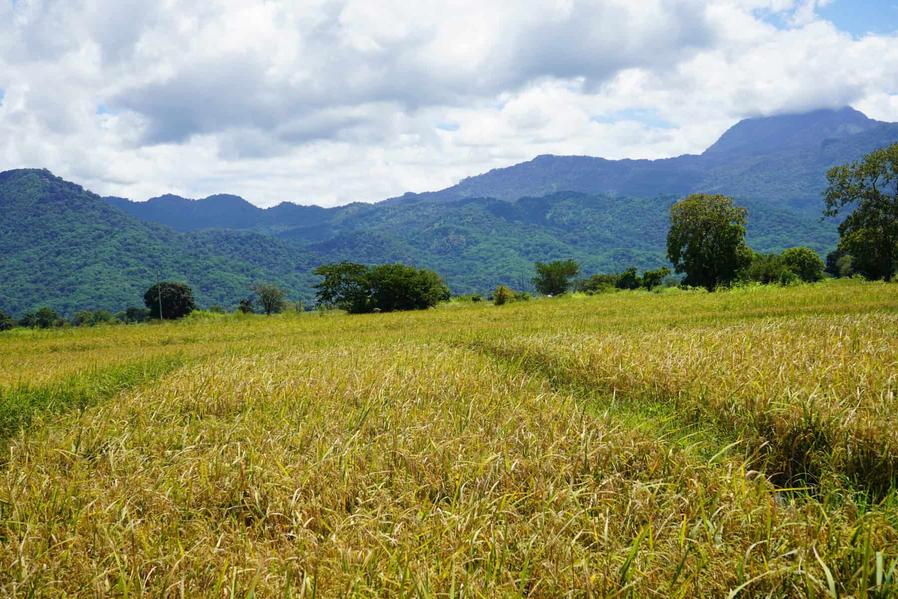 African Plant Nutrition Institute (APNI) – African Plant Nutrition ...